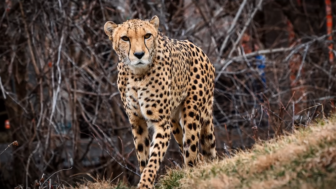 This cheetah started mauling a zookeeper - her screams left visitors in ...