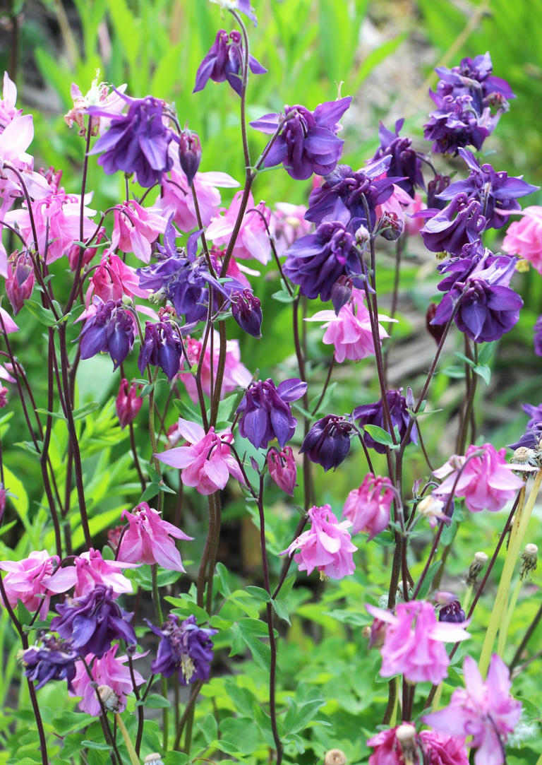 These flowers drop their own seeds so you get more blooms next year