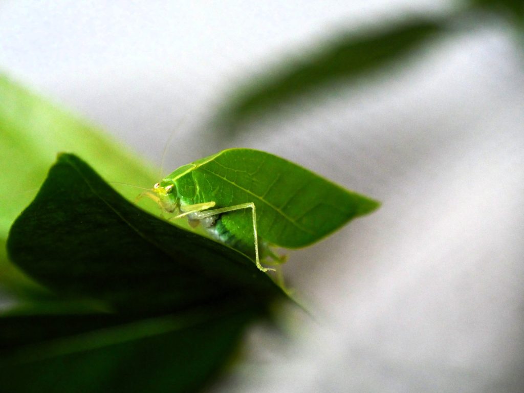 Insect uses its leaf-like camouflage to attract potential mates