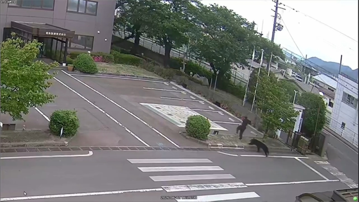 New bear attack leaves 4 hurt in Japan