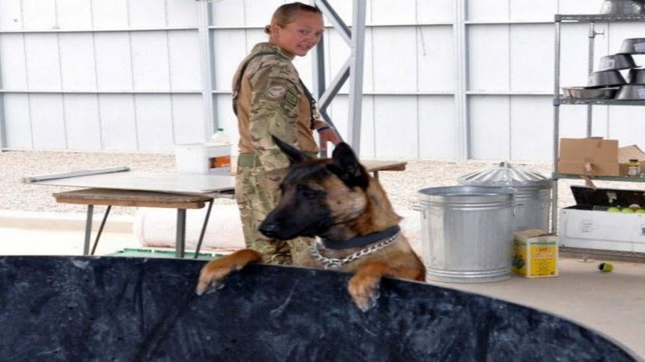 People are furious with the government’s plan for these 2 hero war dogs