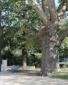 🌳 What tree bark tells us about air pollution in Paris