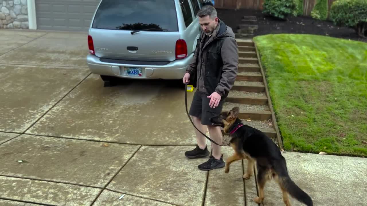 How to train your dog for perfect leash manners