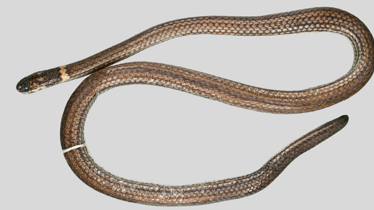Meet Calmaria incredibilis: The two-headed snake from China that fooled ...