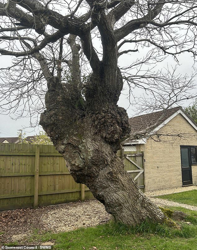 Century-old oak tree is saved from the axe - despite damaging home of ...