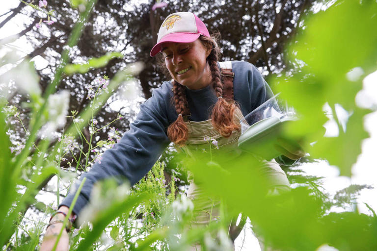 This forager hunts tiny edible plants for the Bay Area's most luxe ...