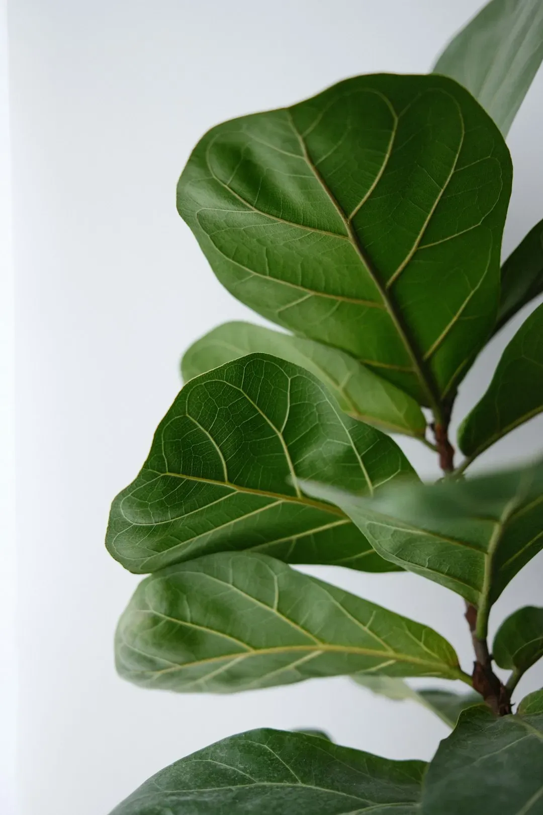 The best indoor plants for a stylish home