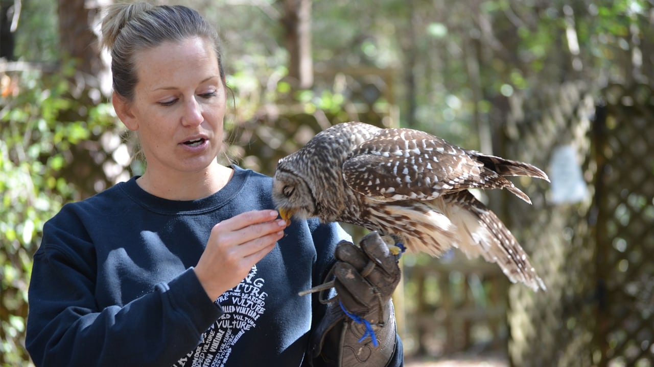 Lease deal in the works for Carolina Raptor Center and Mecklenburg County