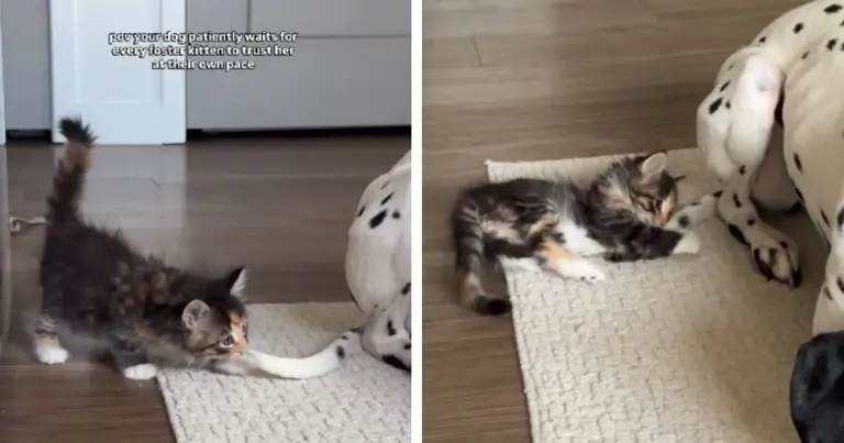 Rescue kitten's growing trust in dog has the internet melting
