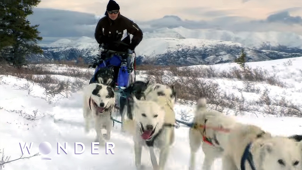 Can pro athletes outrun a husky team in this Yukon challenge?