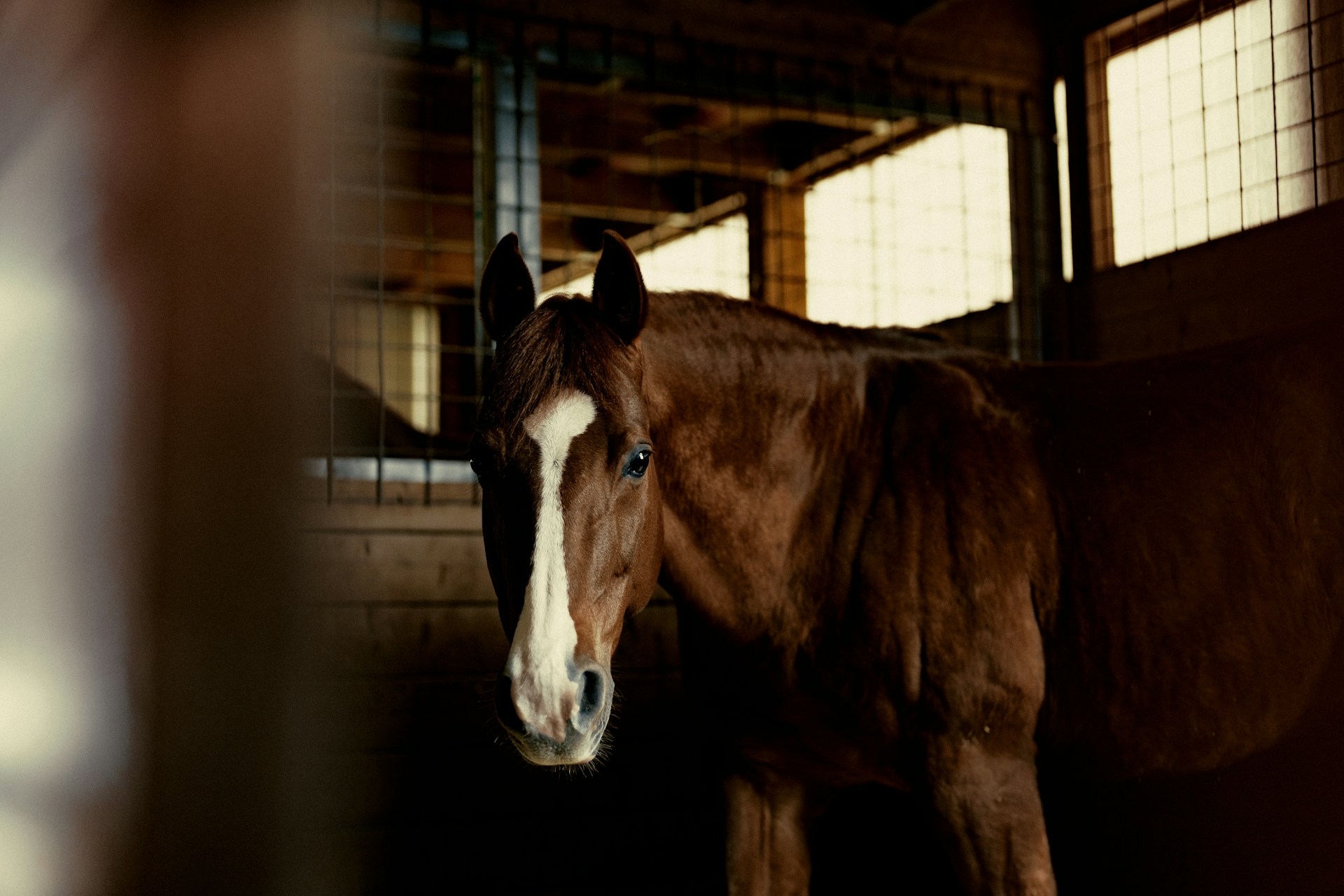Teen girl allegedly stabs 3 horses during Las Vegas barrel race—in ...