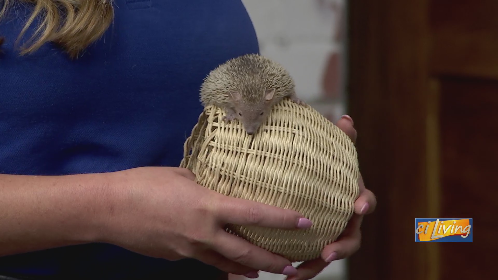 Discover Ishumi the lesser hedgehog tenrec