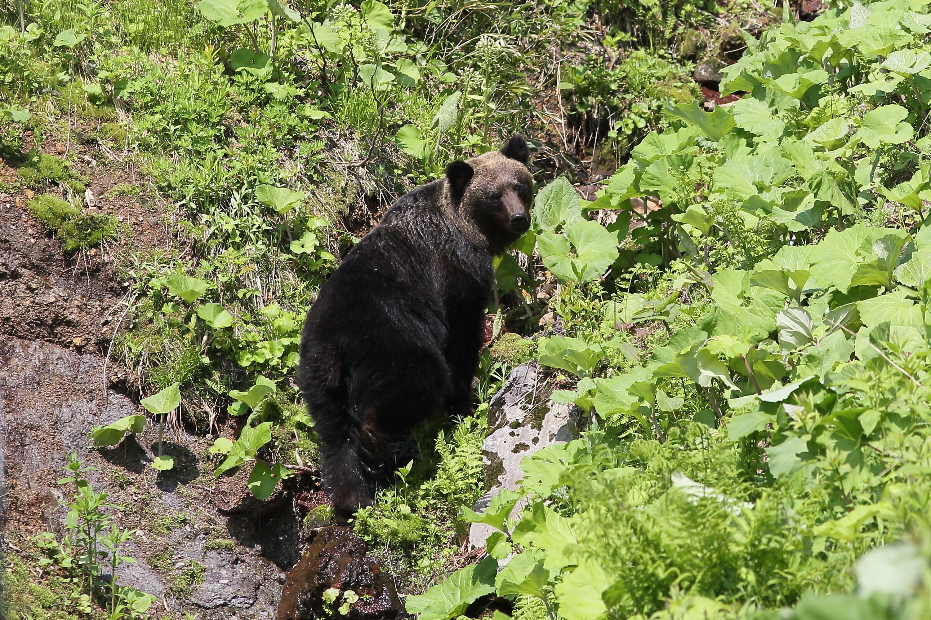 Cuatro heridos tras el violento ataque de un oso en Japón