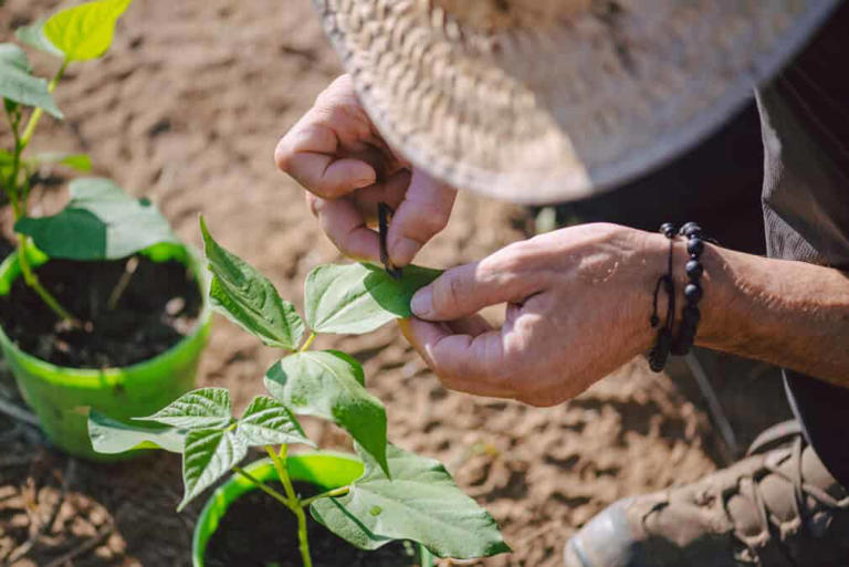 Some plant receptor helps beans detect caterpillars and call in wasp ...