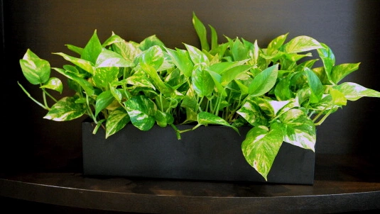 Money plant care made simple for happy growth