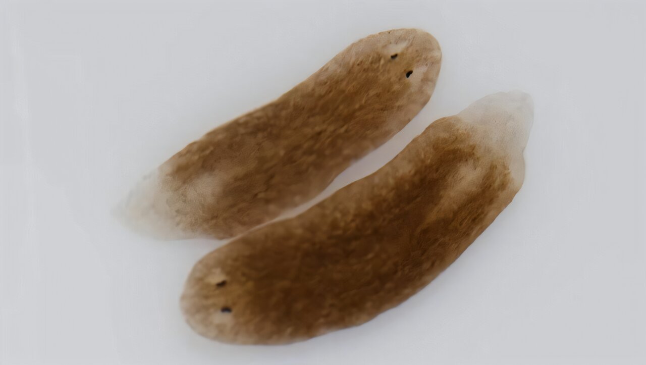 Flatworms reveal exploding immune cells that kill surrounding tissue