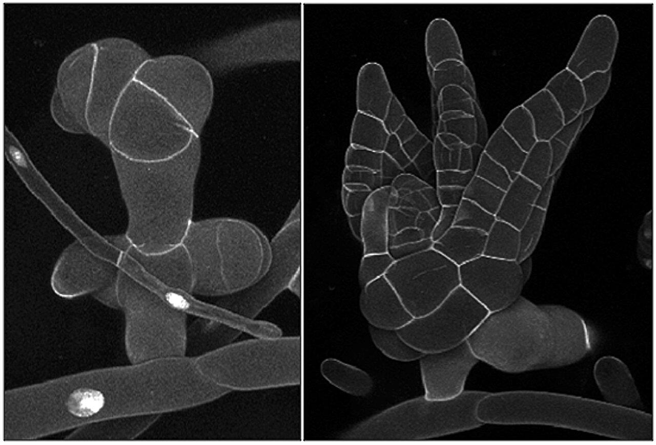 From flat moss to forests and flowers: Protein discovery may explain ...