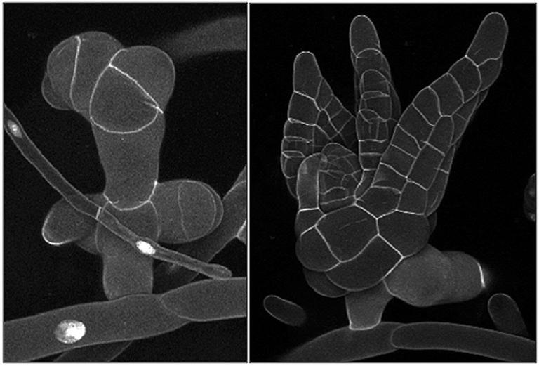 From flat moss to forests and flowers: Protein discovery may explain ...