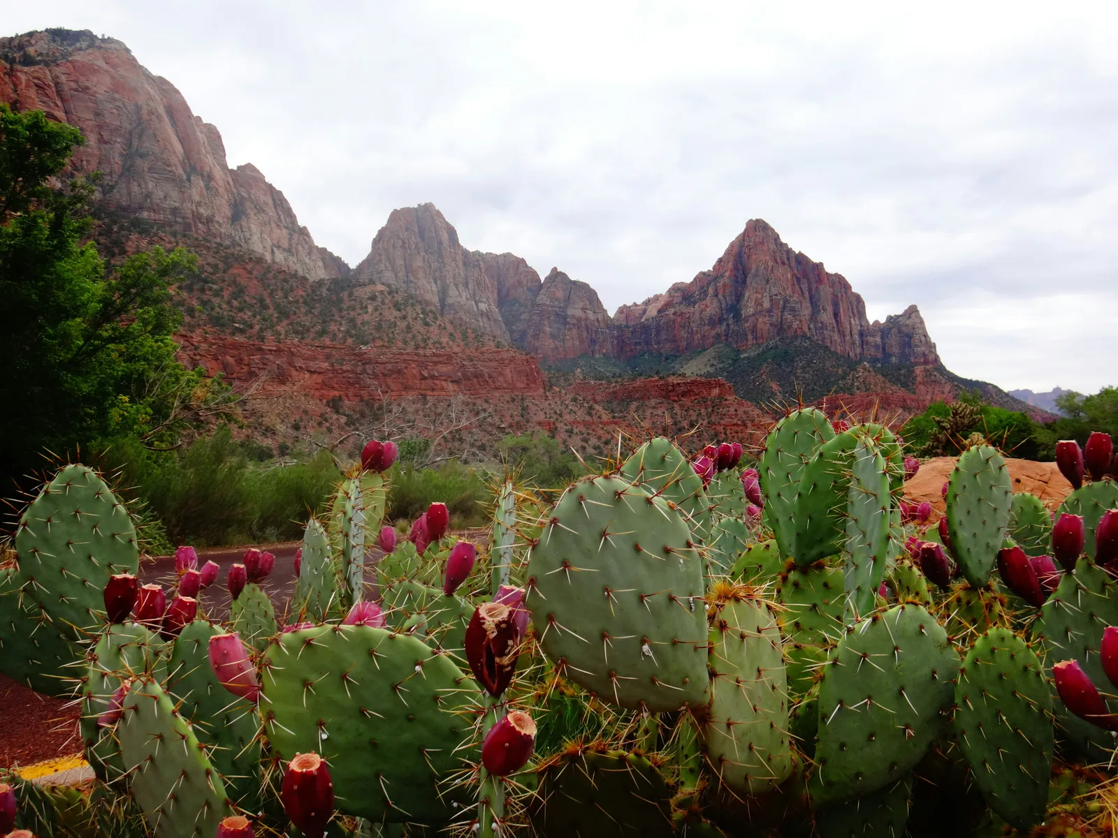 New Mexico cacti surprise with spring blooms