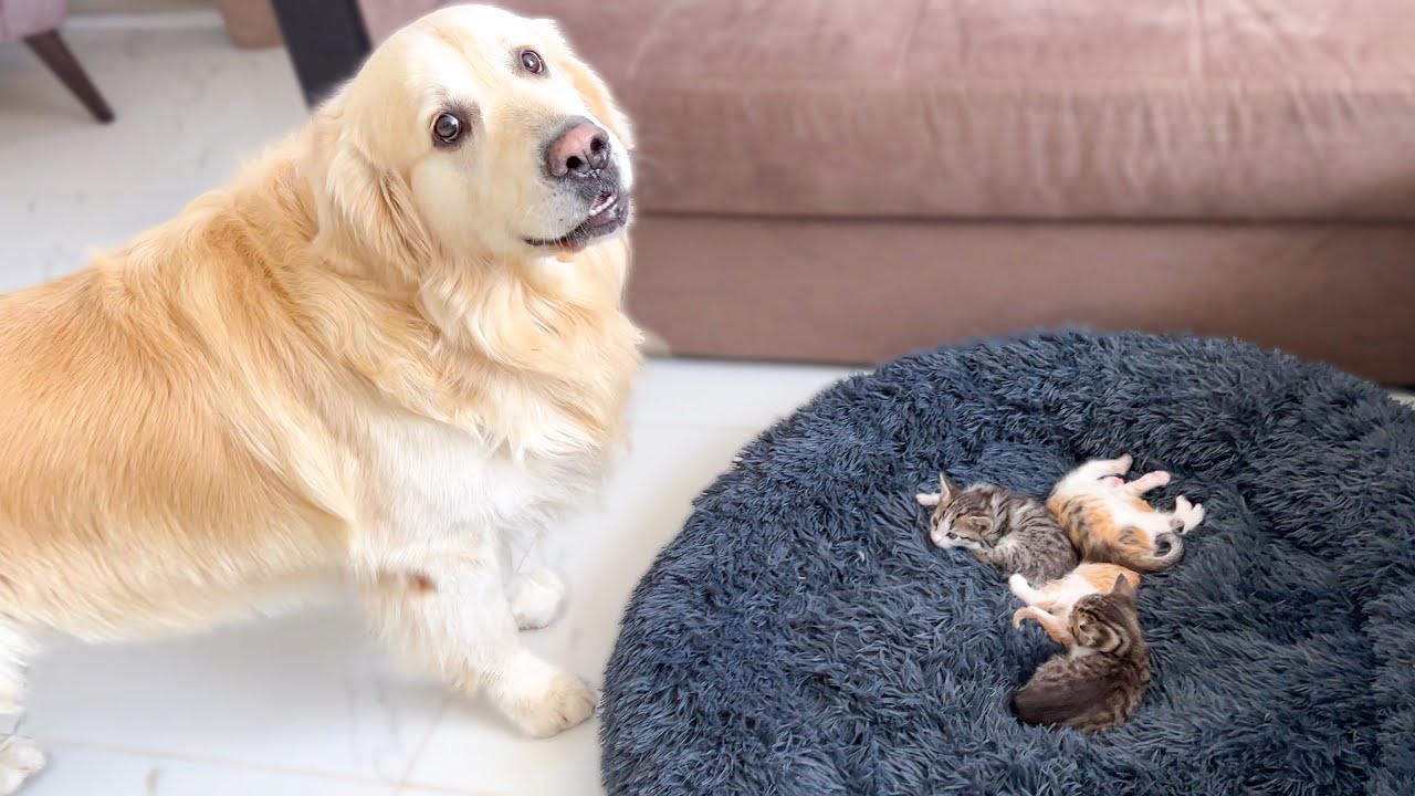 Tiny kittens take over a golden retriever’s bed