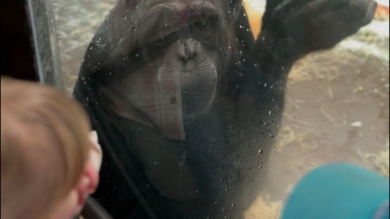 Playful monkey makes a little girl’s birthday extra special with silly ...
