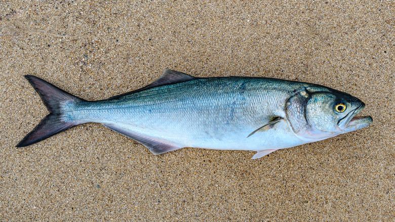 8 fish you can eat regularly and 8 you should avoid
