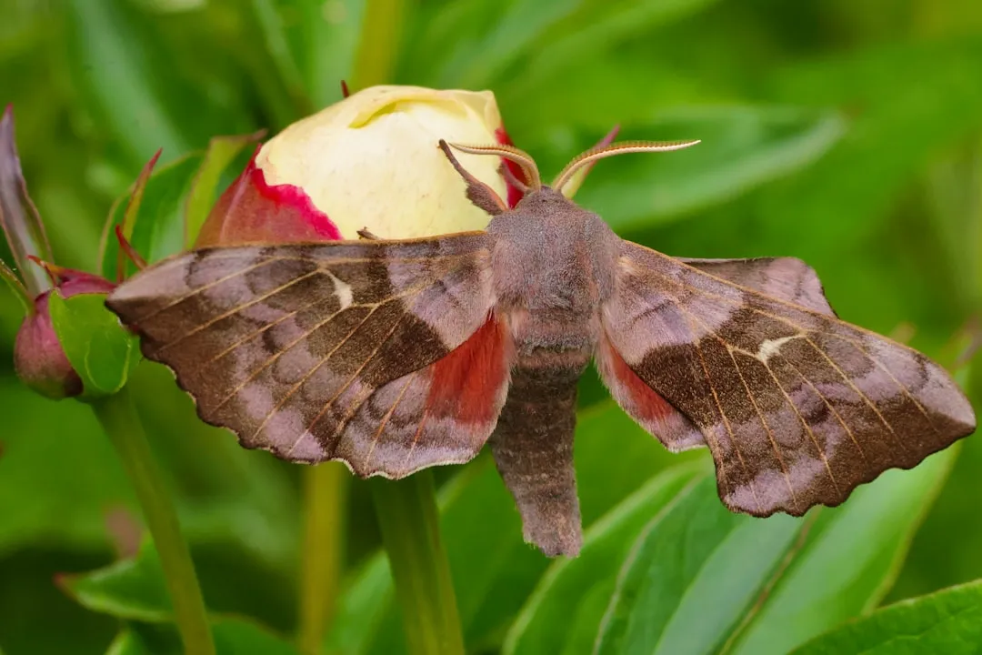 How to create a night-blooming garden that attracts beautiful native moths