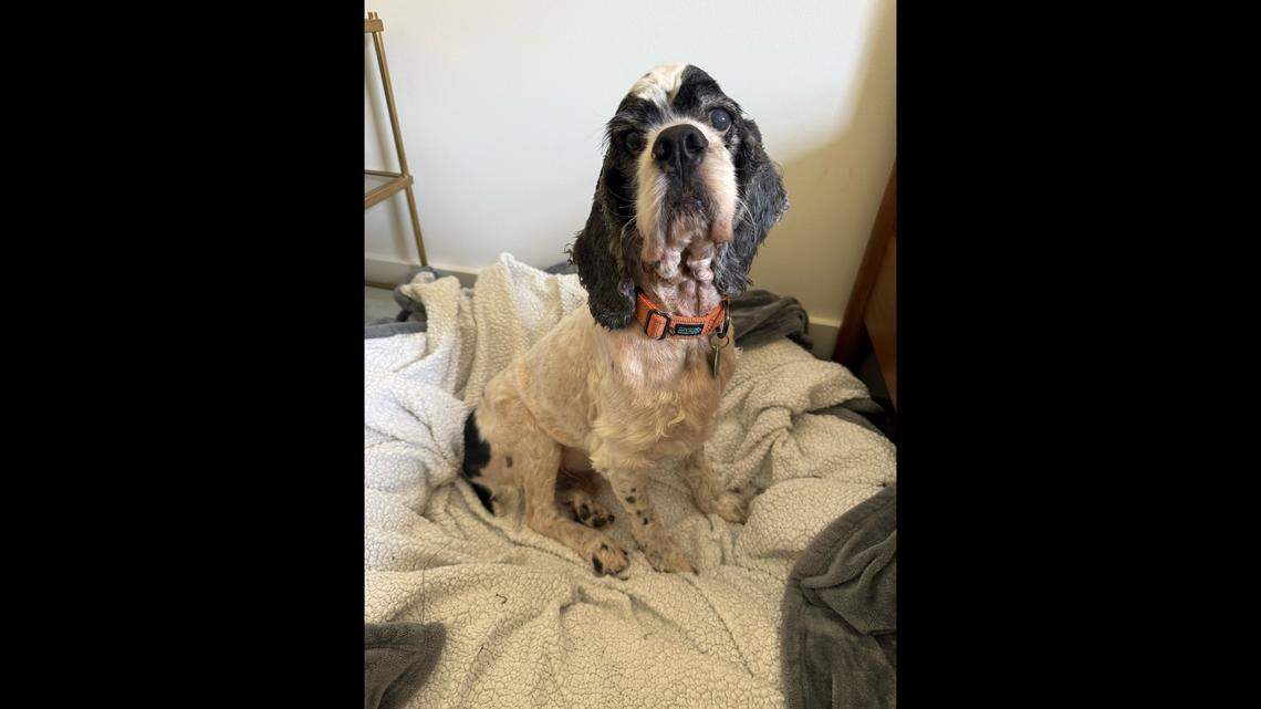 Mr. Pickles was 'the worst neglect case' NC rescue had seen. Look at ...