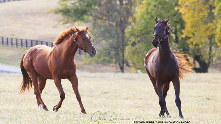 Gallop for good: Churchill to spearhead national fundraising campaign ...