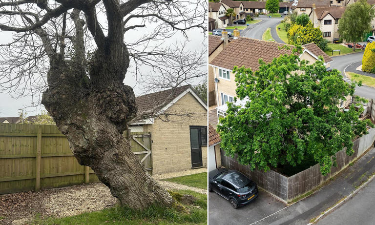 Century-old oak tree is saved from the axe - despite damaging home of ...