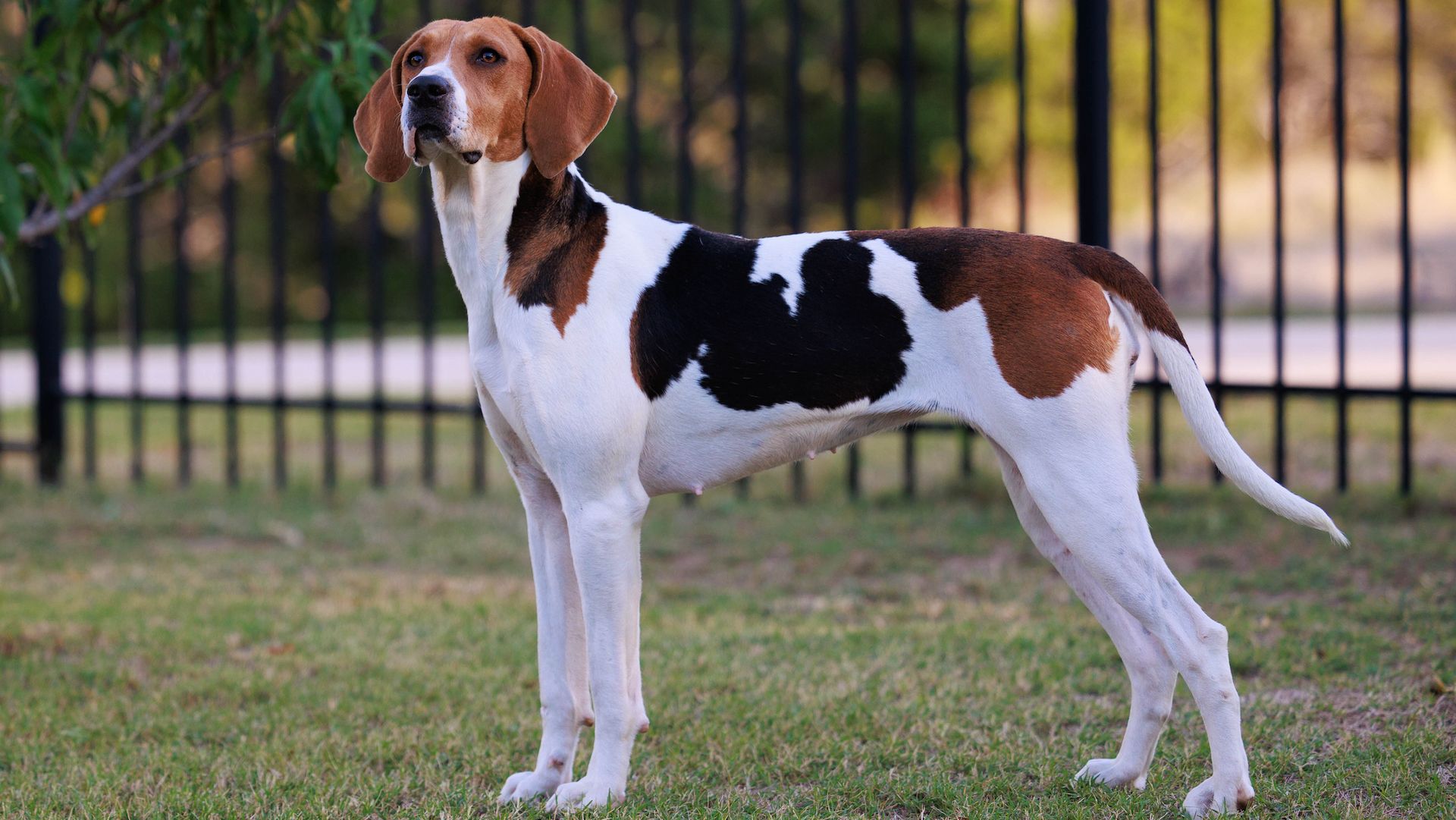Fascinating facts about American foxhound dogs