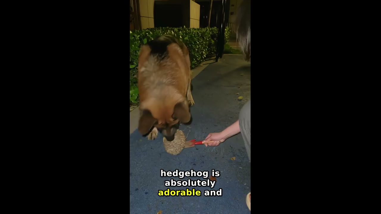 Curious German shepherd meets prickly hedgehog in China