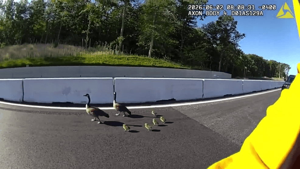 Geese safely escorted off I-95 thanks to officer, good Samaritans