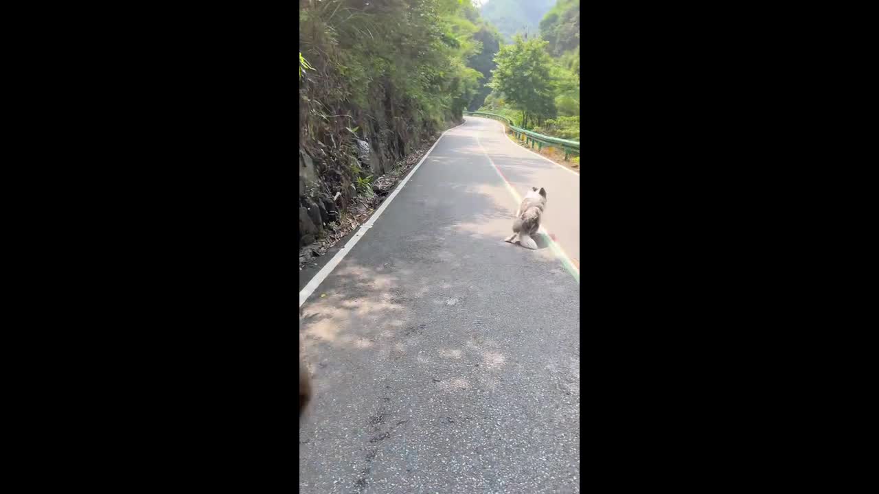 Monkey chases dog along road in Anhui, China