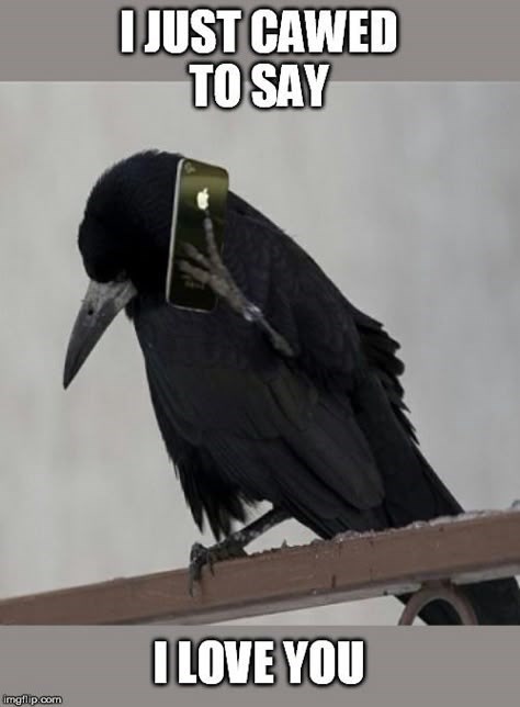 19 tweetheart feathery friends bringing you bird beaks of bliss