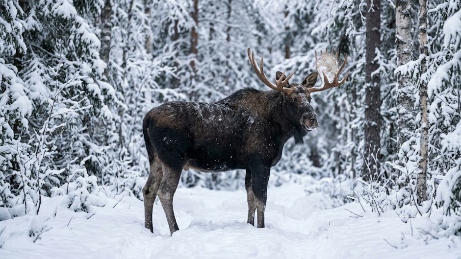 “That’s wild moose meat” - then something moved beyond the firelight