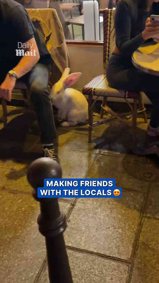 Giant rabbit turns heads while roaming the streets of Paris