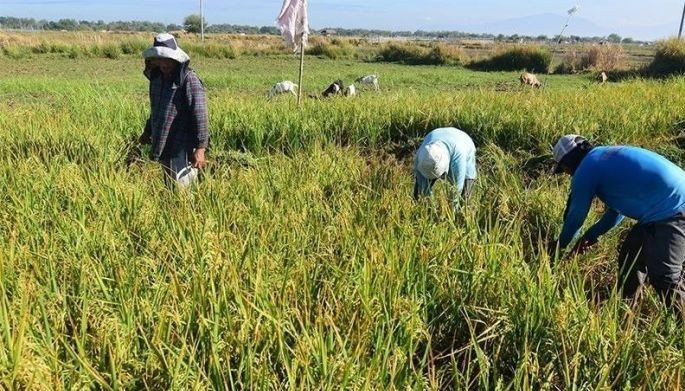 DA seeks higher farm exports to Vietnam