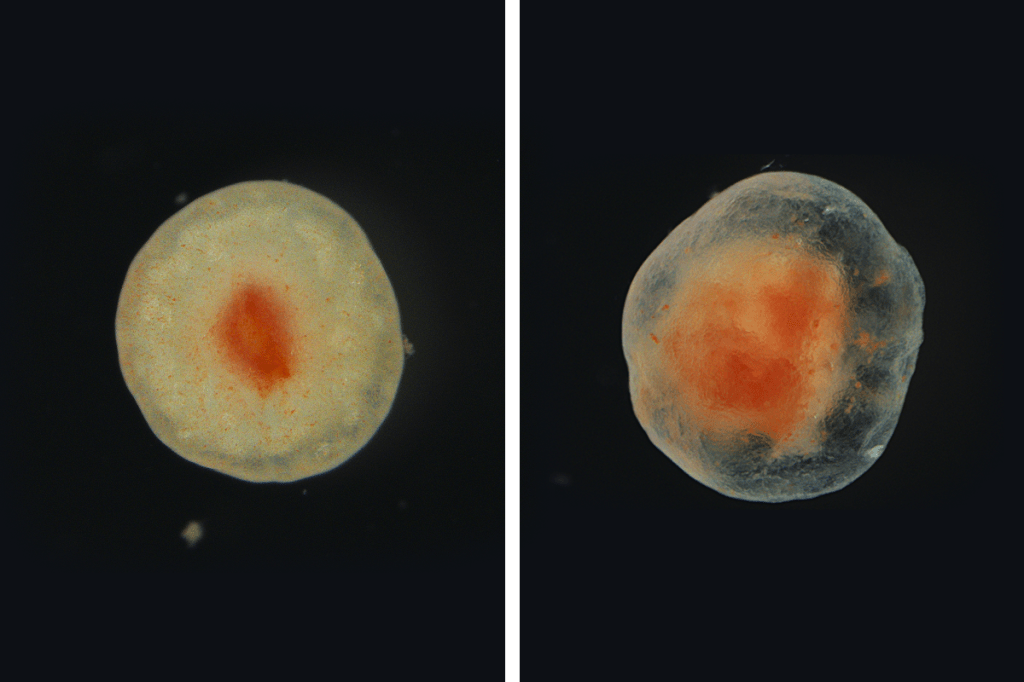Scientists discover 'zombie' sea cucumber that could outlive us all