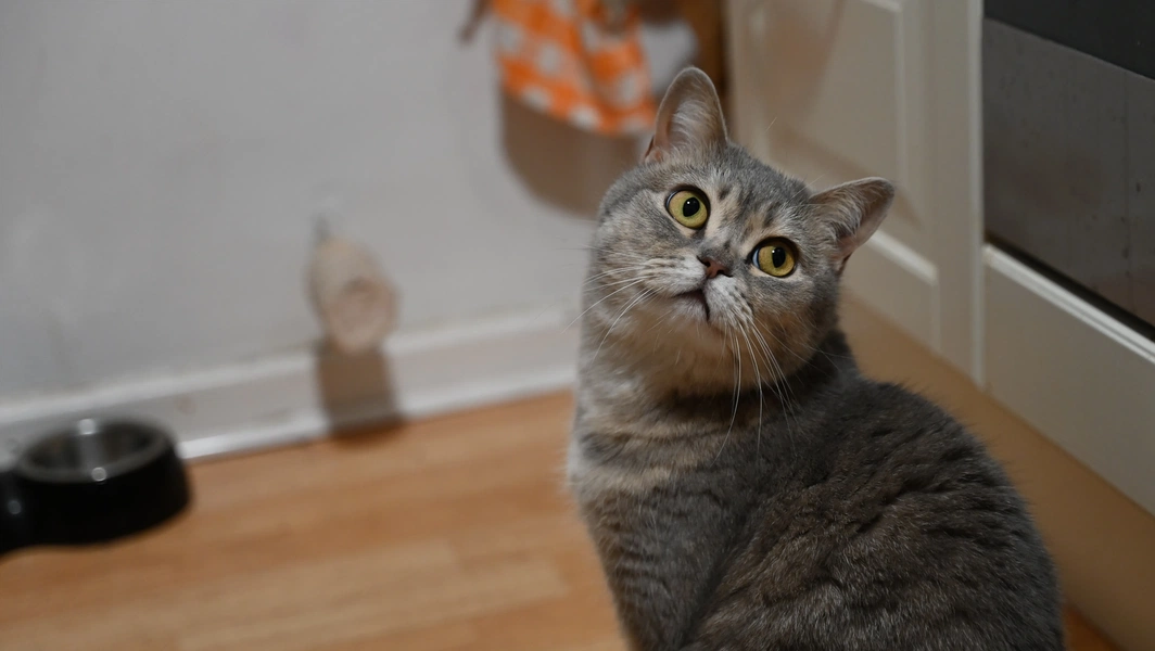Learning to speak your cat’s language