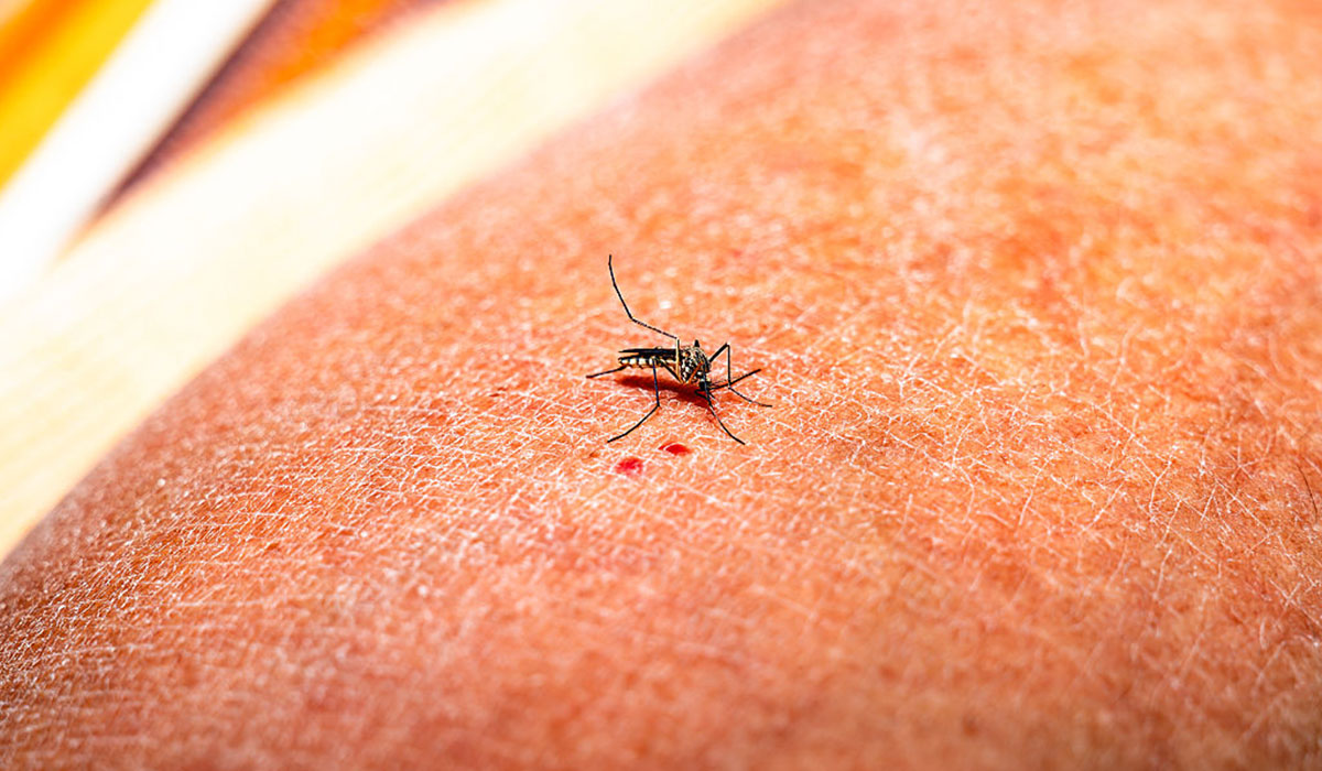 Urgent warnings issued as deadly insect-borne virus surfaces in major ...