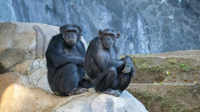 Great apes form best friends the same way humans do — researchers ...