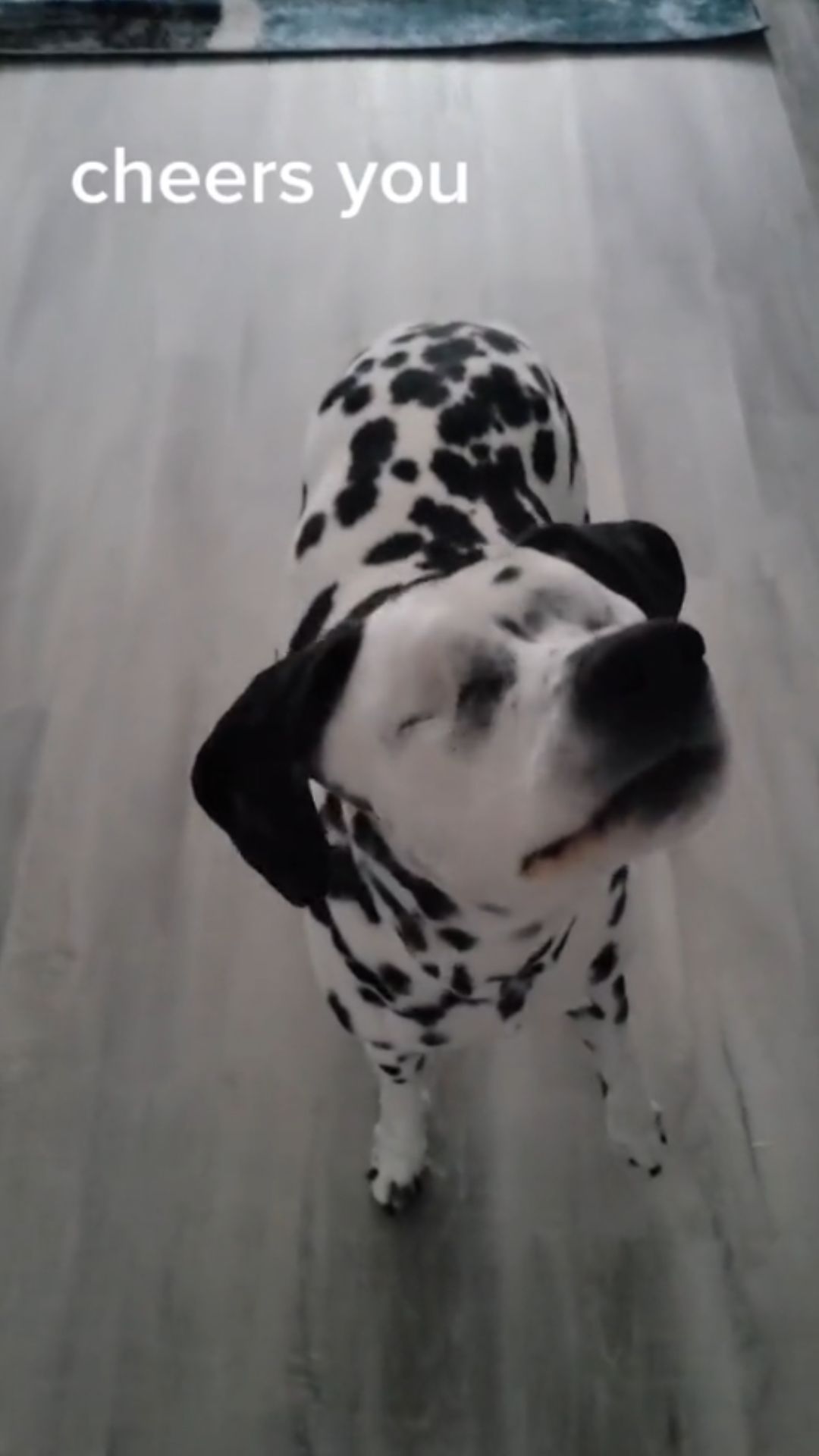 Morla the Dalmatian is feeling playful and adorable today