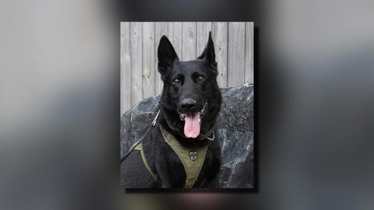 Chesterfield Police remember K-9 Knight killed in deadly officer ...