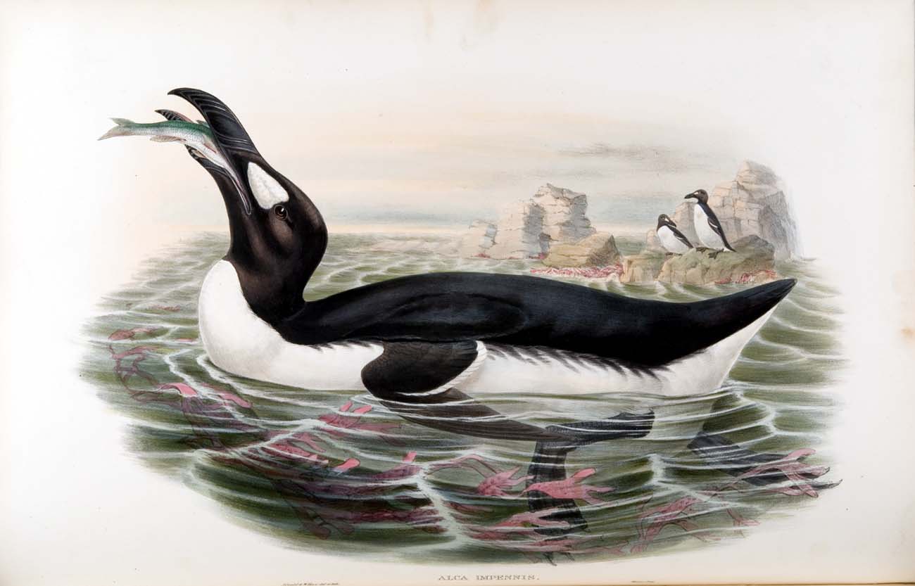 The 10 extinct Canadian animals we’ll never see again