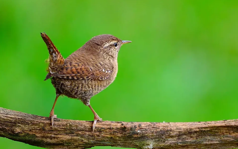 Scottish island wrens show dramatic size increase and genetic split
