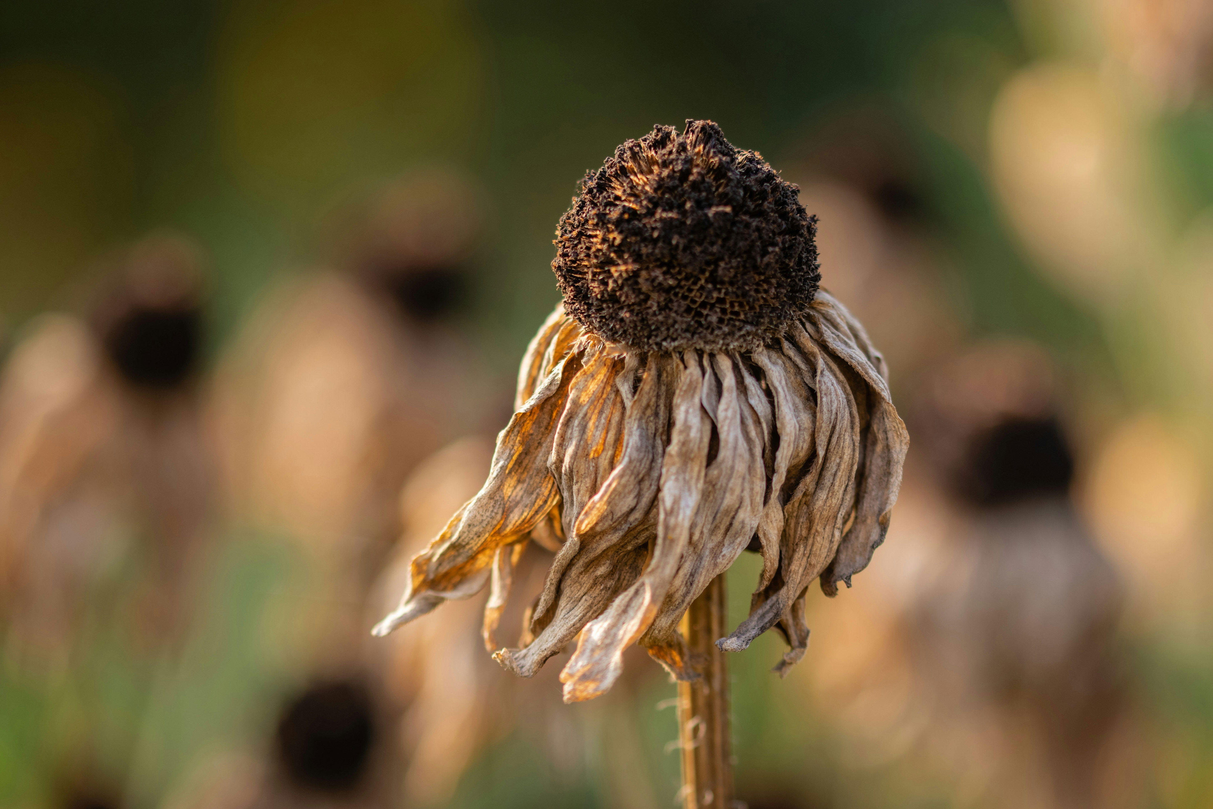 UN calls El Niño 'fire on a warming world': How the UK could fare