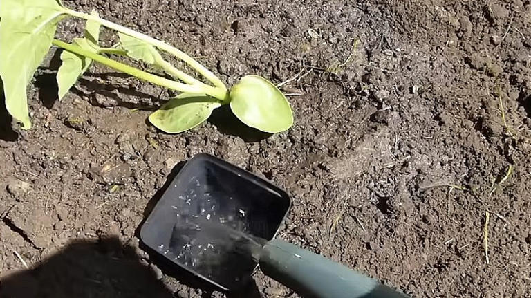 Don't toss old plastic nursery pots, reuse them for a healthy, thriving ...