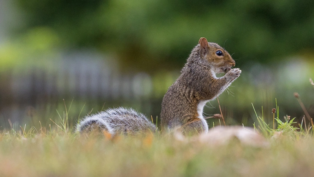 Experts share new strategies for peaceful squirrel coexistence