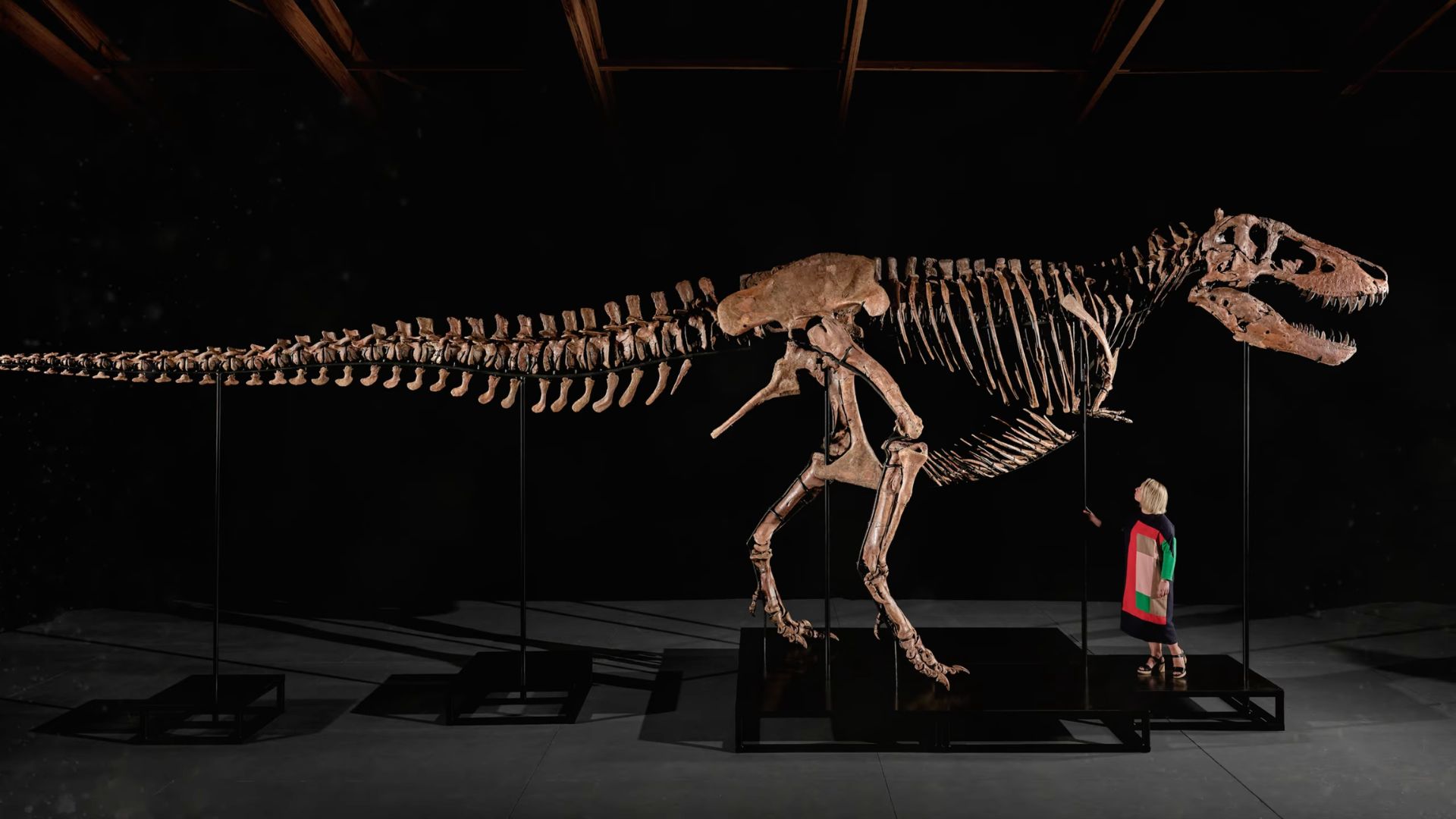Photos: 67-million-year-old T.Rex may become most expensive dinosaur ...